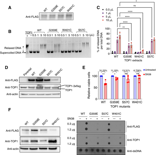 TOP1 Mutations and Cross-Resistance to Antibody–Drug Conjugates in ...