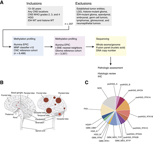 The Spectrum of IDH- and H3-Wildtype High-Grade Glioma Subgroups ...