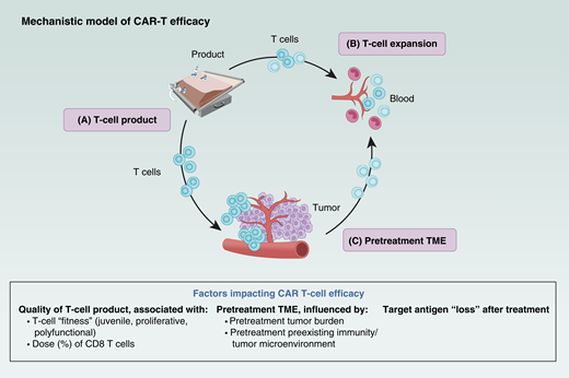Facts and Hopes: CAR T-Cell Therapy and Immune Contexture in Non ...