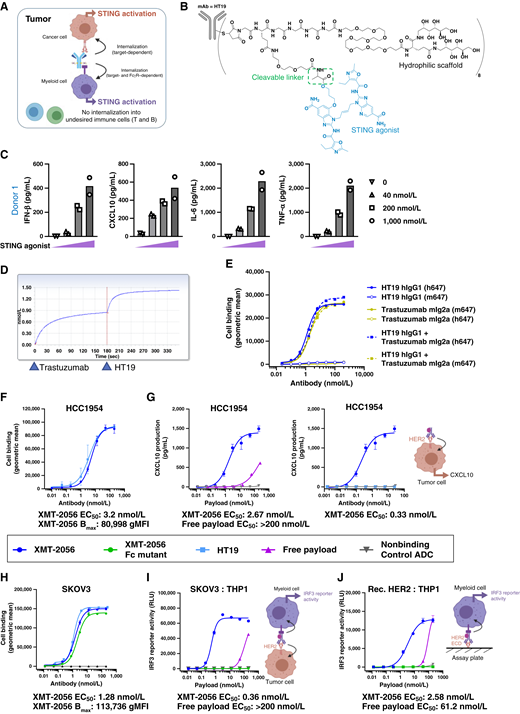 XMT-2056, a HER2-Directed STING Agonist Antibody–Drug Conjugate ...