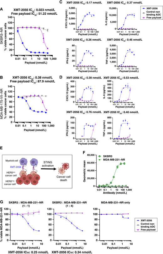 XMT-2056, a HER2-Directed STING Agonist Antibody–Drug Conjugate ...