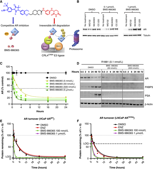 Discovery of BMS-986365, a First-in-Class Dual Androgen Receptor Ligand ...