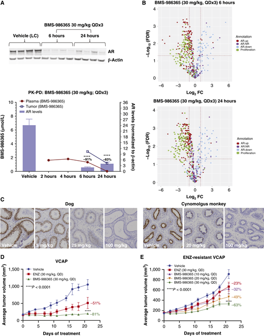 Discovery of BMS-986365, a First-in-Class Dual Androgen Receptor Ligand ...