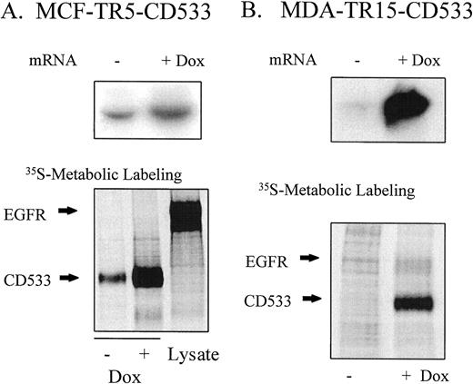 The Inducible Expression of Dominant-Negative Epidermal Growth Factor ...