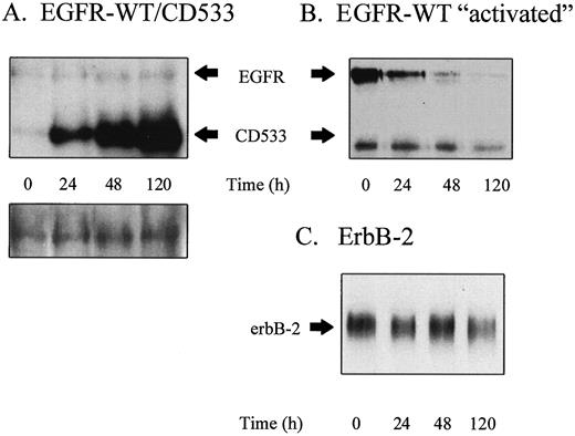 The Inducible Expression of Dominant-Negative Epidermal Growth Factor ...