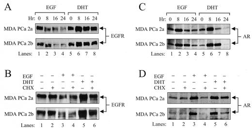 Androgen and Epidermal Growth Factor Down-Regulate Cyclin-dependent ...