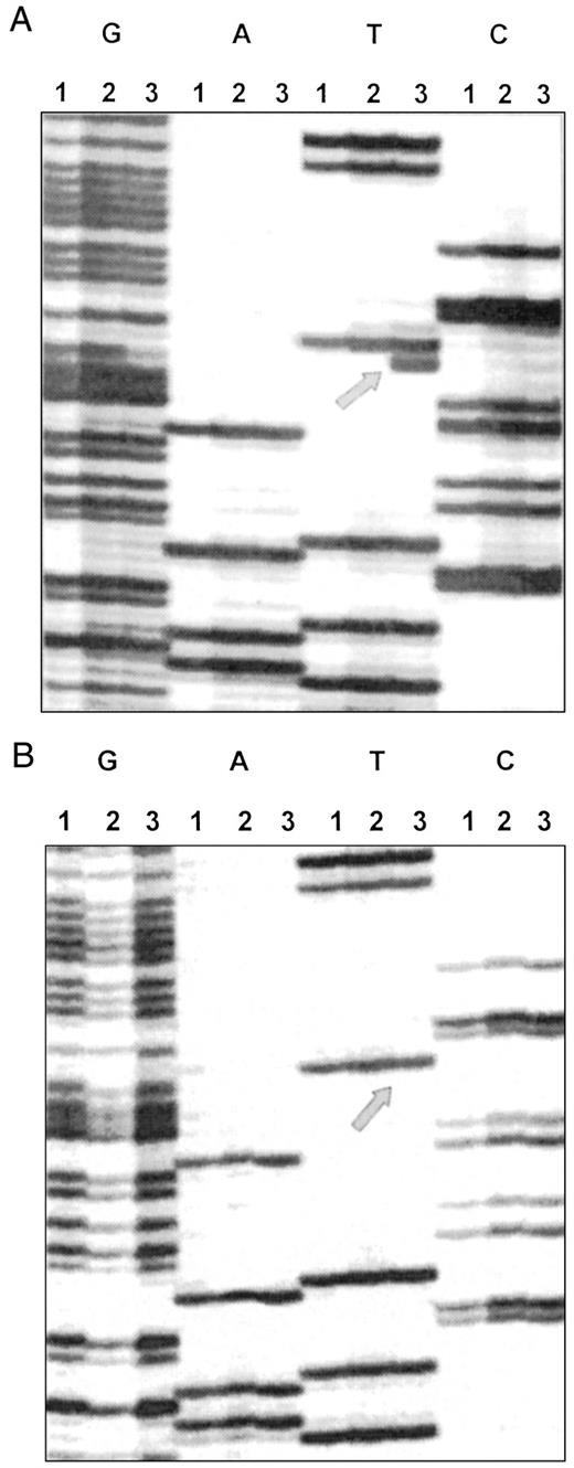 Molecular Assays for the Diagnosis of Minimal Residual Head-and-Neck ...