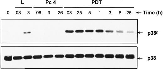 Photodynamic Therapy with the Phthalocyanine Photosensitizer Pc 4 of ...