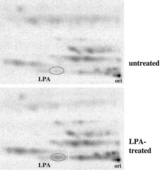 Constitutive and Lysophosphatidic Acid (LPA)-induced LPA Production ...