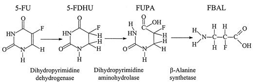 Comparative Pharmacokinetic Analysis of 5-Fluorouracil and Its Major ...