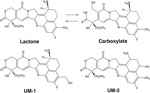 Phase I and Pharmacological Study of a New Camptothecin Derivative ...