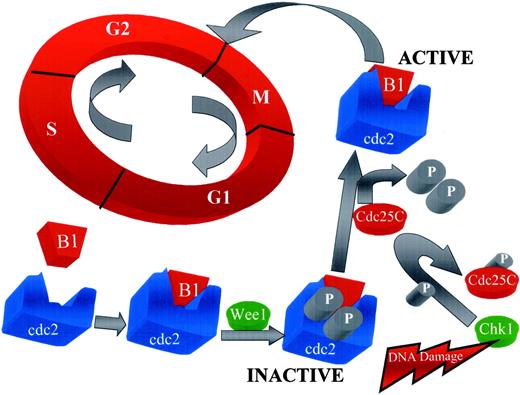 To Arrest or Not To G2-M Cell-Cycle Arrest | Clinical Cancer Research ...