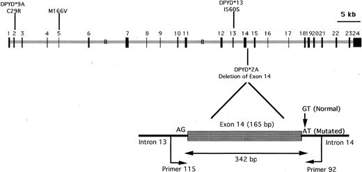 Profound Dihydropyrimidine Dehydrogenase Deficiency Resulting from a ...
