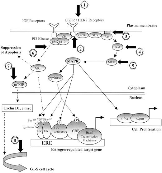 Integration of Signal Transduction Inhibitors with Endocrine Therapy ...
