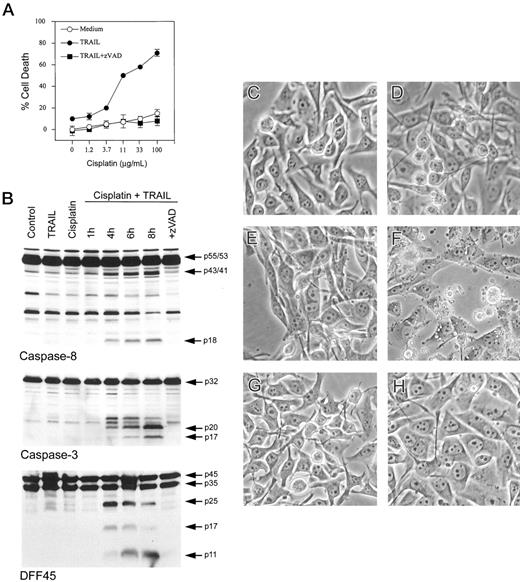 Cisplatin Down-Regulation of Cellular Fas-associated Death Domain-like ...