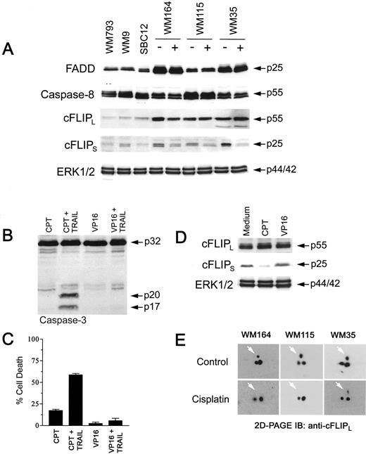 Cisplatin Down-Regulation of Cellular Fas-associated Death Domain-like ...