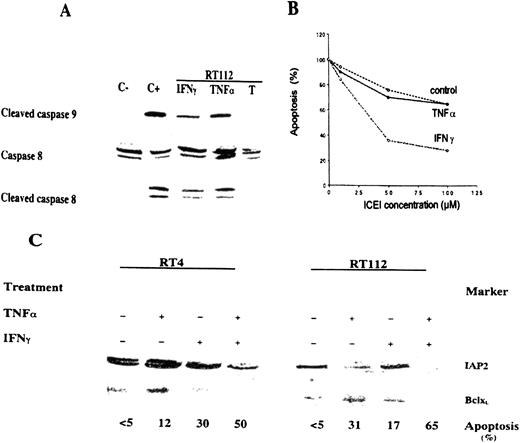 Is Interferon γ One Key of Metastatic Potential Increase in Human ...
