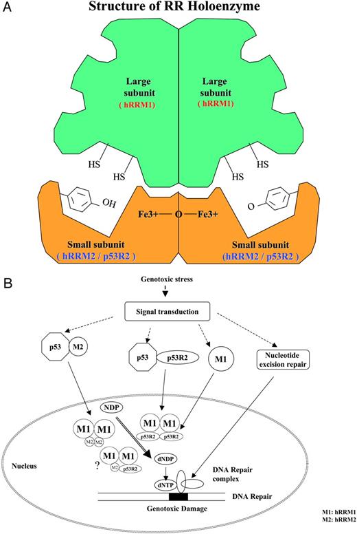 Ribonucleotide Reductase Subunit One as Gene Therapy Target | Clinical ...