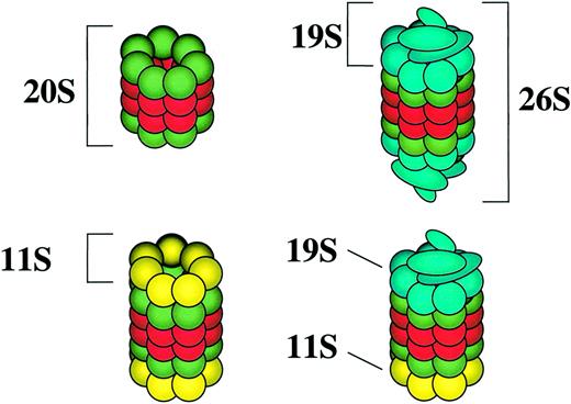 The Proteasome as a Target for Cancer Therapy | Clinical Cancer ...