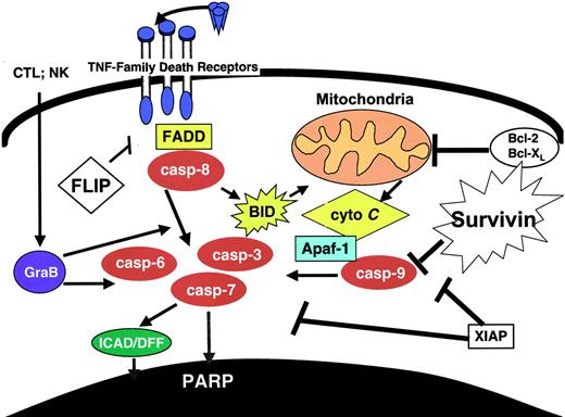 Cancer Immunotherapy Targeting Survivin | Clinical Cancer Research ...