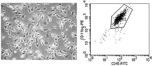 Microglia Cyclooxygenase-2 Activity in Experimental Gliomas | Clinical ...