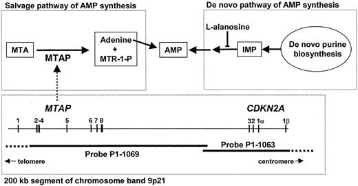 Homozygous Deletion of CDKN2A and Codeletion of the Methylthioadenosine ...