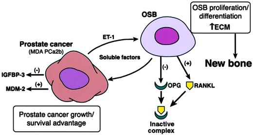 Prostate Cancer Cells-Osteoblast Interaction Shifts Expression of ...