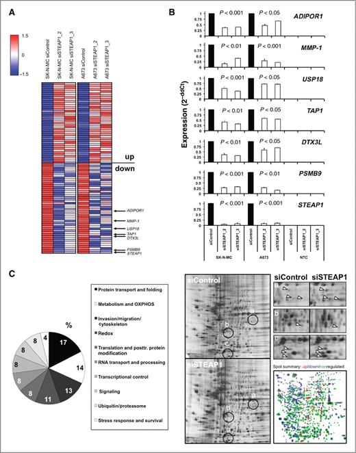 STEAP1 Is Associated with the Invasive and Oxidative Stress Phenotype ...