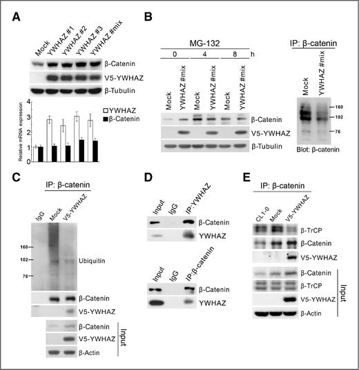 A Novel Function of YWHAZ/β-Catenin Axis in Promoting Epithelial ...