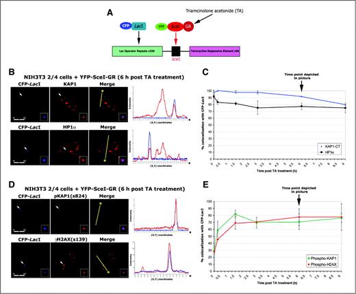 The ATM Substrate KAP1 Controls DNA Repair in Heterochromatin ...