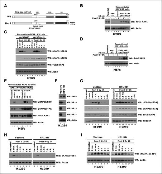 The ATM Substrate KAP1 Controls DNA Repair in Heterochromatin ...