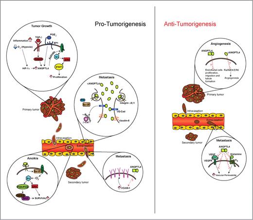 Emerging Roles of Angiopoietin-like 4 in Human Cancer | Molecular ...