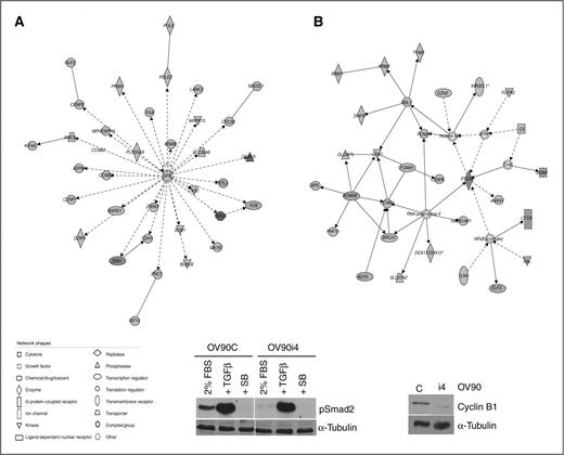 Analysis of Gene Expression Regulated by the ETV5 Transcription Factor ...