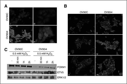 Analysis of Gene Expression Regulated by the ETV5 Transcription Factor ...
