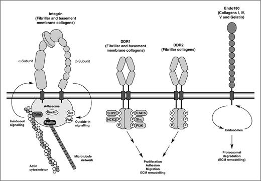 The Pathobiology of Collagens in Glioma | Molecular Cancer Research ...