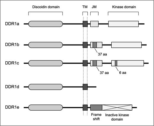 The Pathobiology of Collagens in Glioma | Molecular Cancer Research ...