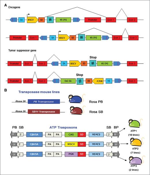 Cancer Gene Discovery: Exploiting Insertional Mutagenesis | Molecular ...