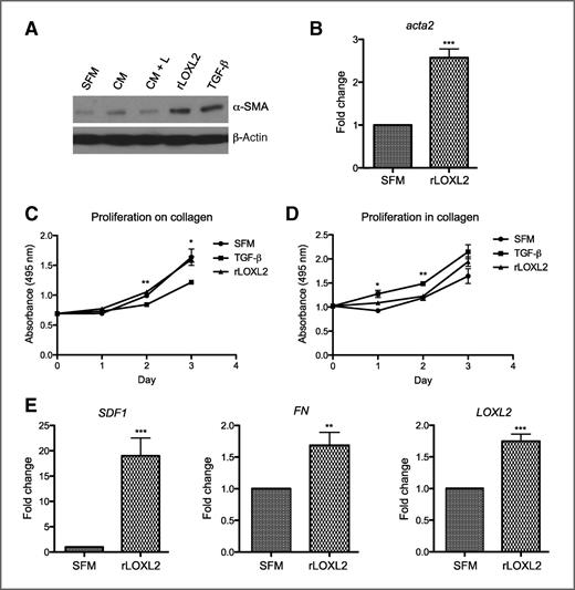 Tumor-Secreted LOXL2 Activates Fibroblasts through FAK Signaling ...