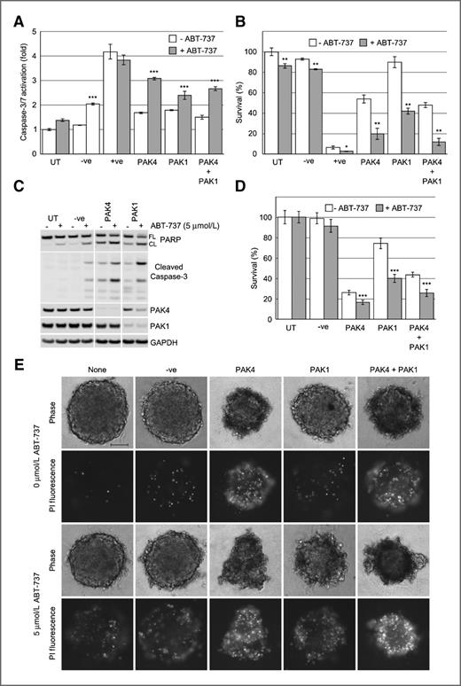 Knockdown of PAK4 or PAK1 Inhibits the Proliferation of Mutant KRAS ...