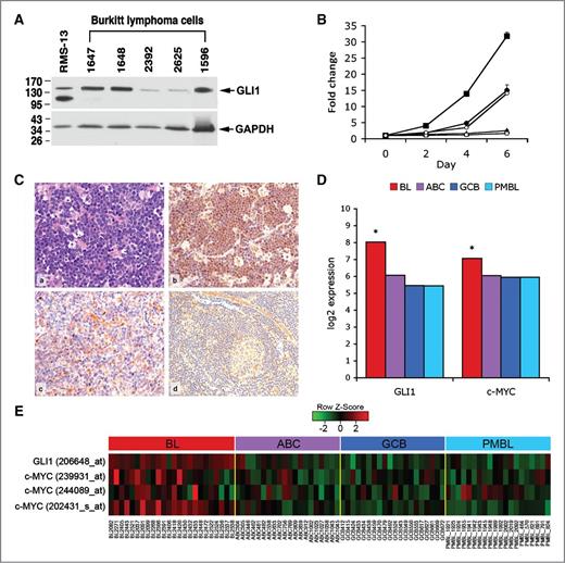 Noncanonical Regulation of the Hedgehog Mediator GLI1 by c-MYC in ...