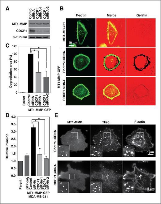 CDCP1 Regulates the Function of MT1-MMP and Invadopodia-Mediated ...