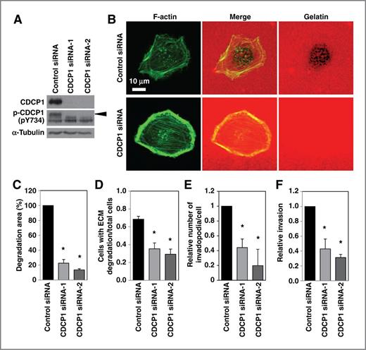 CDCP1 Regulates the Function of MT1-MMP and Invadopodia-Mediated ...