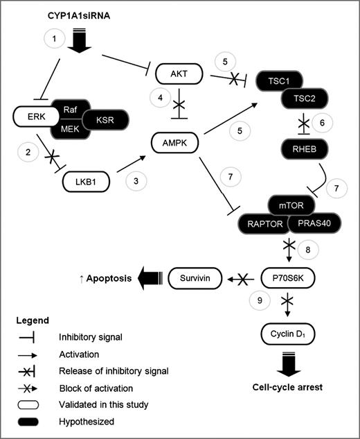 CYP1A1 Regulates Breast Cancer Proliferation and Survival | Molecular ...