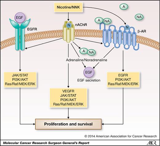 Nicotine-Mediated Cell Proliferation and Tumor Progression in Smoking ...
