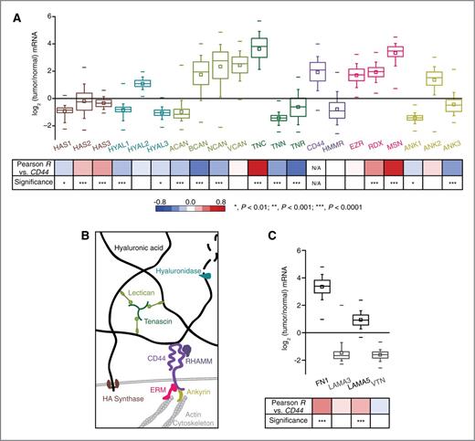 CD44-Mediated Adhesion to Hyaluronic Acid Contributes to Mechanosensing ...
