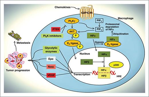 A Macrophage-Dominant PI3K Isoform Controls Hypoxia-Induced HIF1α and HIF2α Stability and Tumor ...