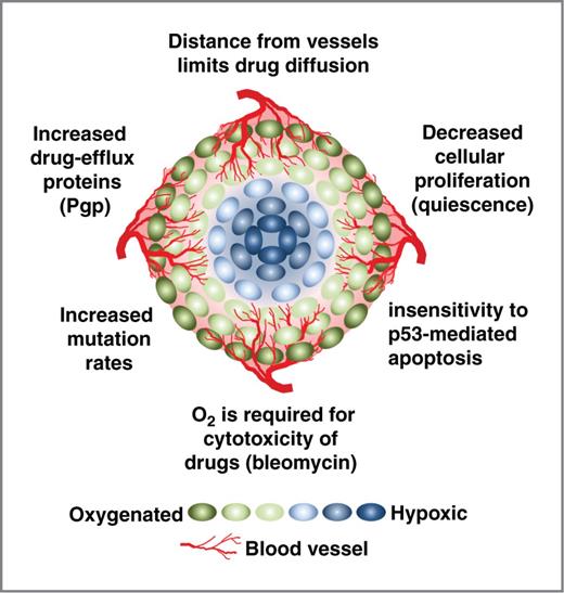 The Role of Hypoxia and Exploitation of the Hypoxic Environment in ...