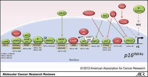 The Molecular Balancing Act of p16INK4a in Cancer and Aging | Molecular ...