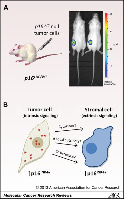 The Molecular Balancing Act of p16INK4a in Cancer and Aging | Molecular ...