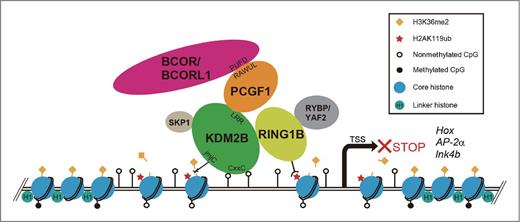 Clarifying the Impact of Polycomb Complex Component Disruption in Human ...